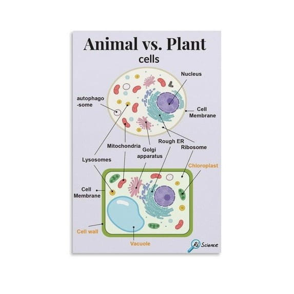 Biology Education Poster Animal And Plant Cell Structure Poster Canvas ...