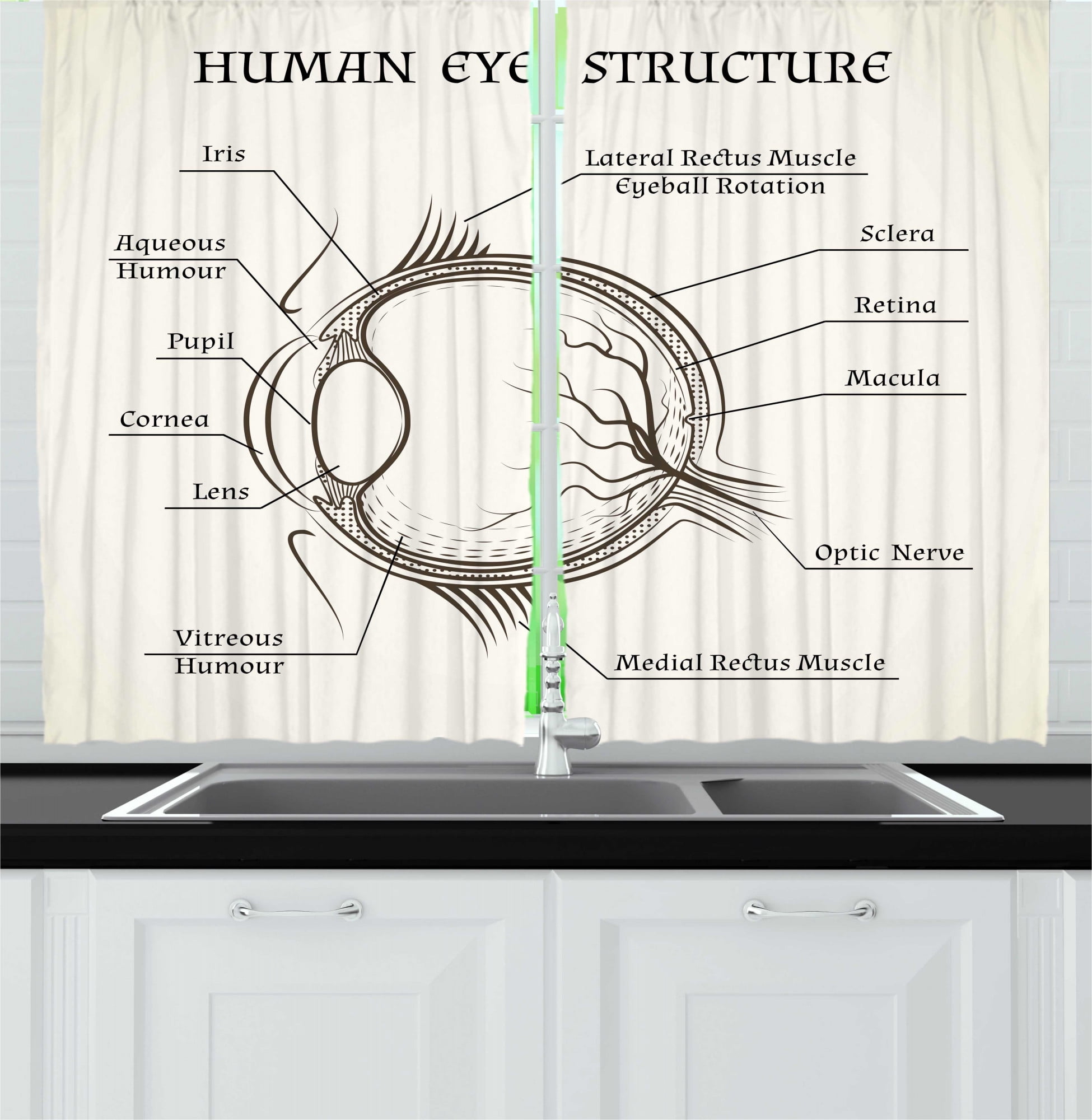 Biology Kitchen Curtains, Structure of Human Eye Anatomy Iris Pupil ...