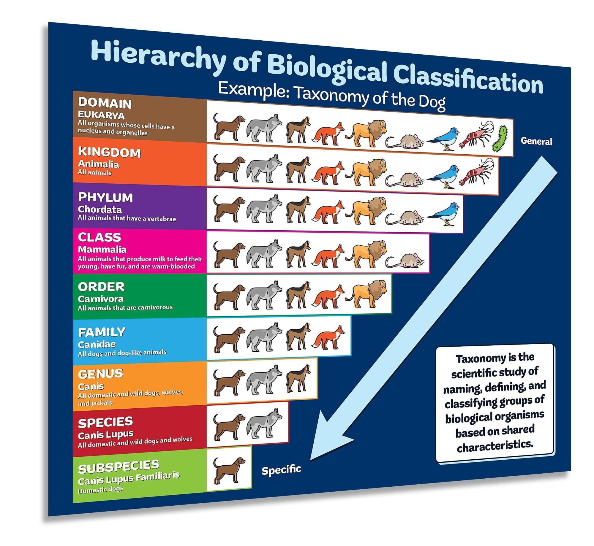 Biology Poster - Animal Classification/Taxonomy Chart - Science Teacher ...