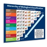 Biology Poster - Animal Classification/Taxonomy Chart - Science Teacher ...