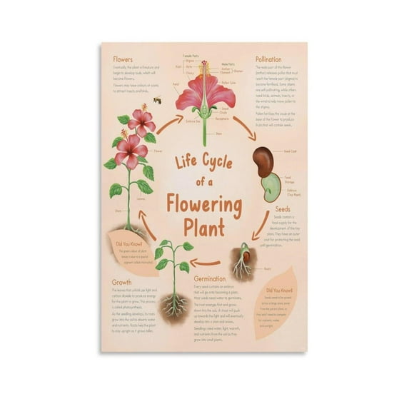 Biology Science Poster,Life Cycle of A Flowering Plant Chart Canvas for ...