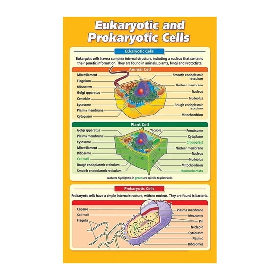 Biology Study Guide Eukaryotic and Prokaryotic Cells Poster Cell ...