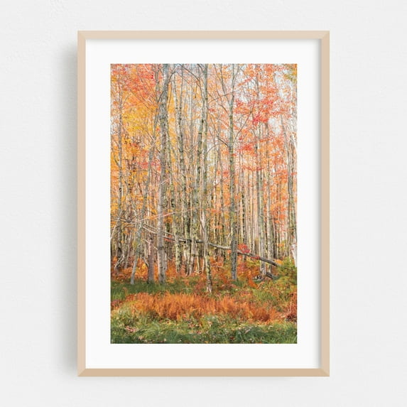 Birch Trees in Fall - Maine Photography Autumn Forest Woodland Nature ...