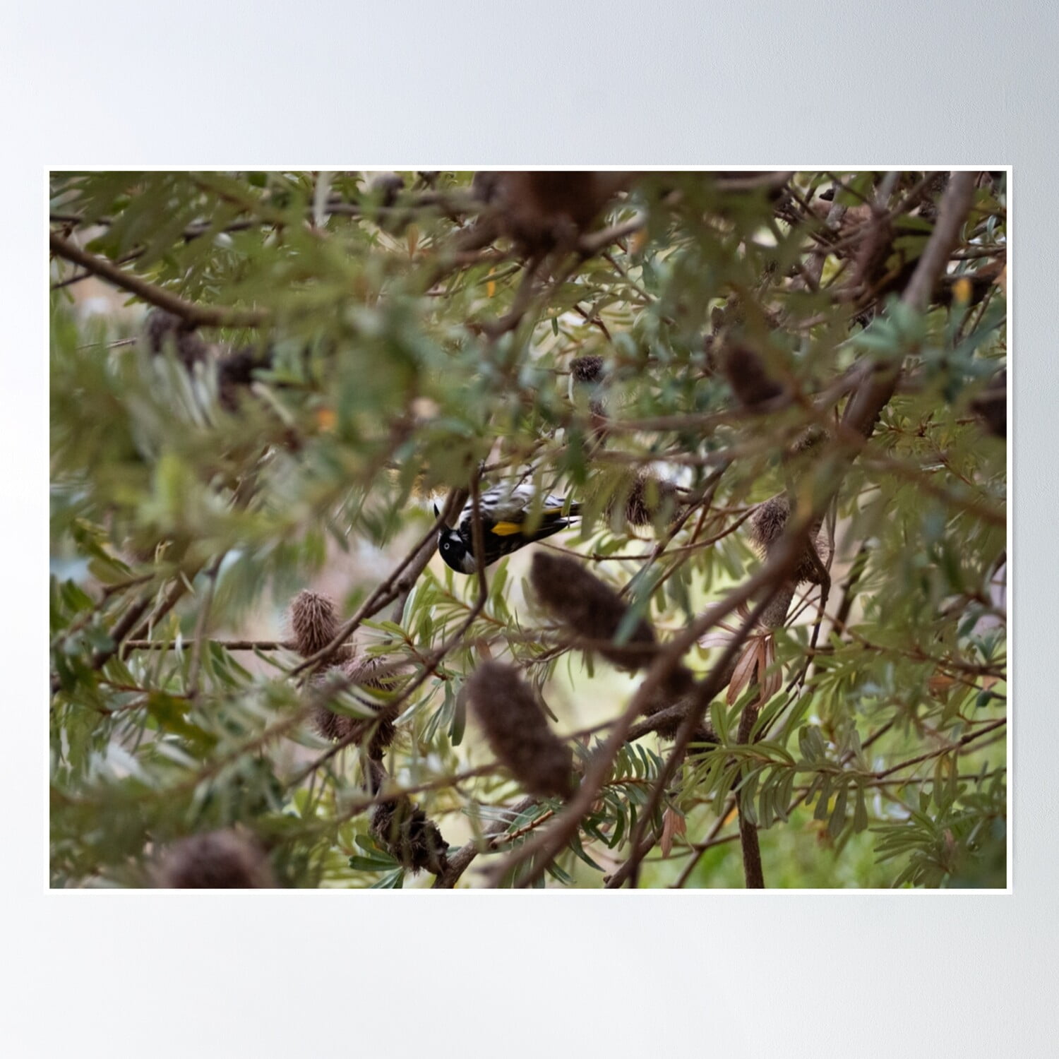 Bird Amongst The Branches Poster Wall Art, Modern Wall Decor, 16x24 ...