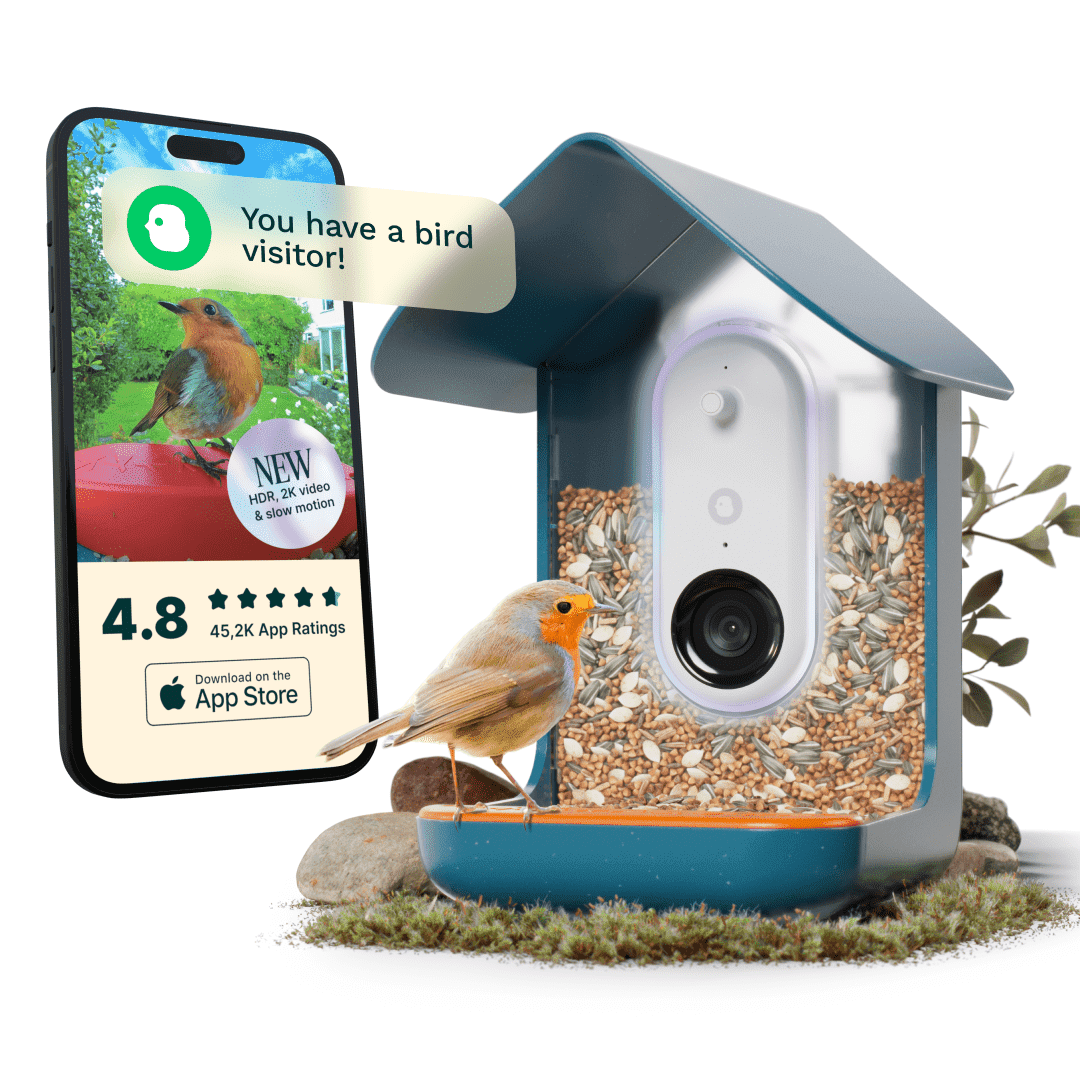 Bird Buddy Pro Non-Solar Smart Bird Feeder with Camera and AI Bird ...