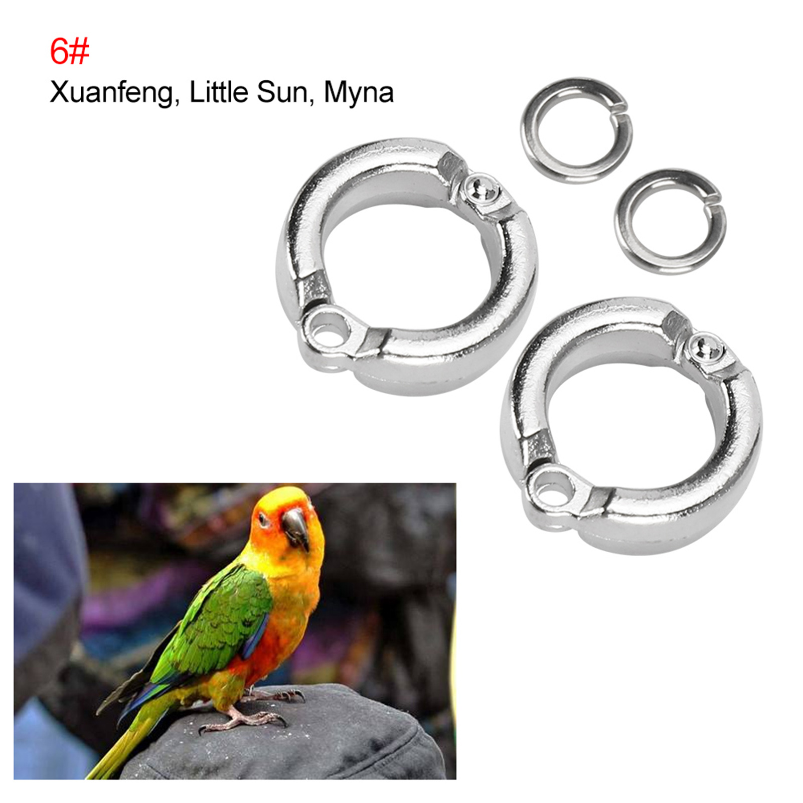 Bird Cage Accessory Parrots Training Foot Ring, Corrosion Resistant ...