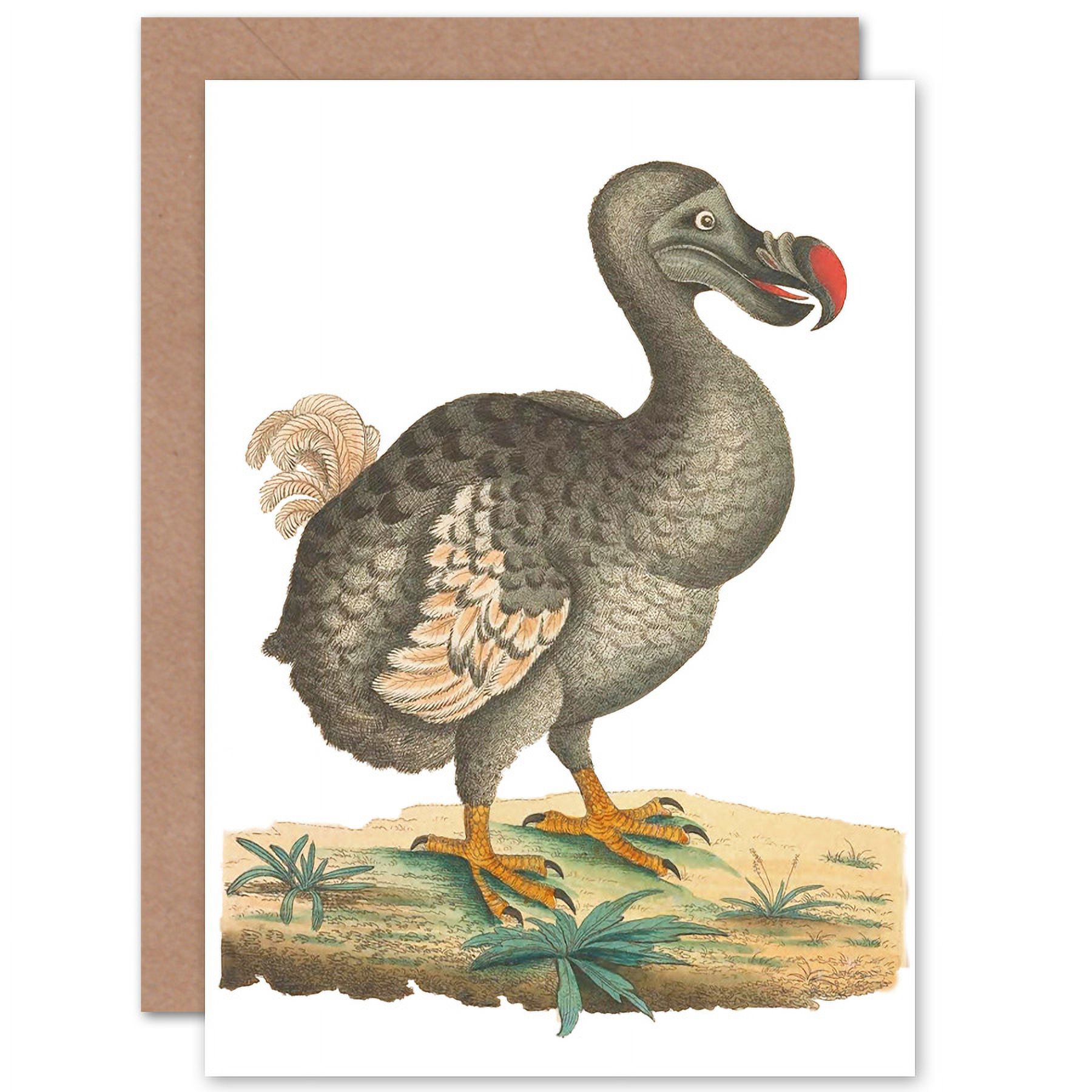 Bird Dodo Vintage Illustration Greetings Card Plus Envelope Blank ...