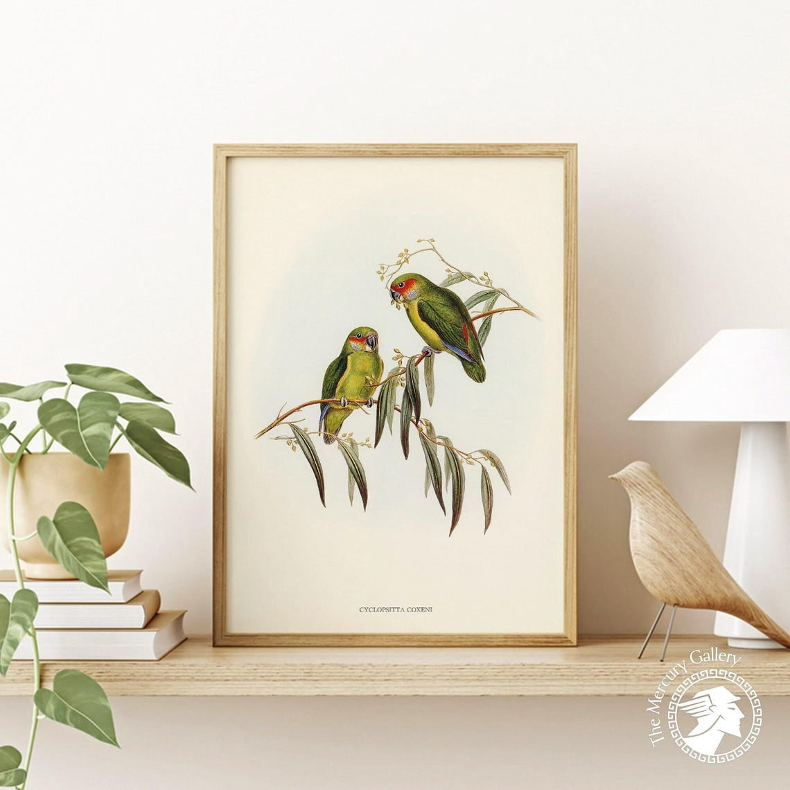 Bird Drawings Coxen'S Parakeet Warm Vintage Wall Art Home Decor Vintage ...
