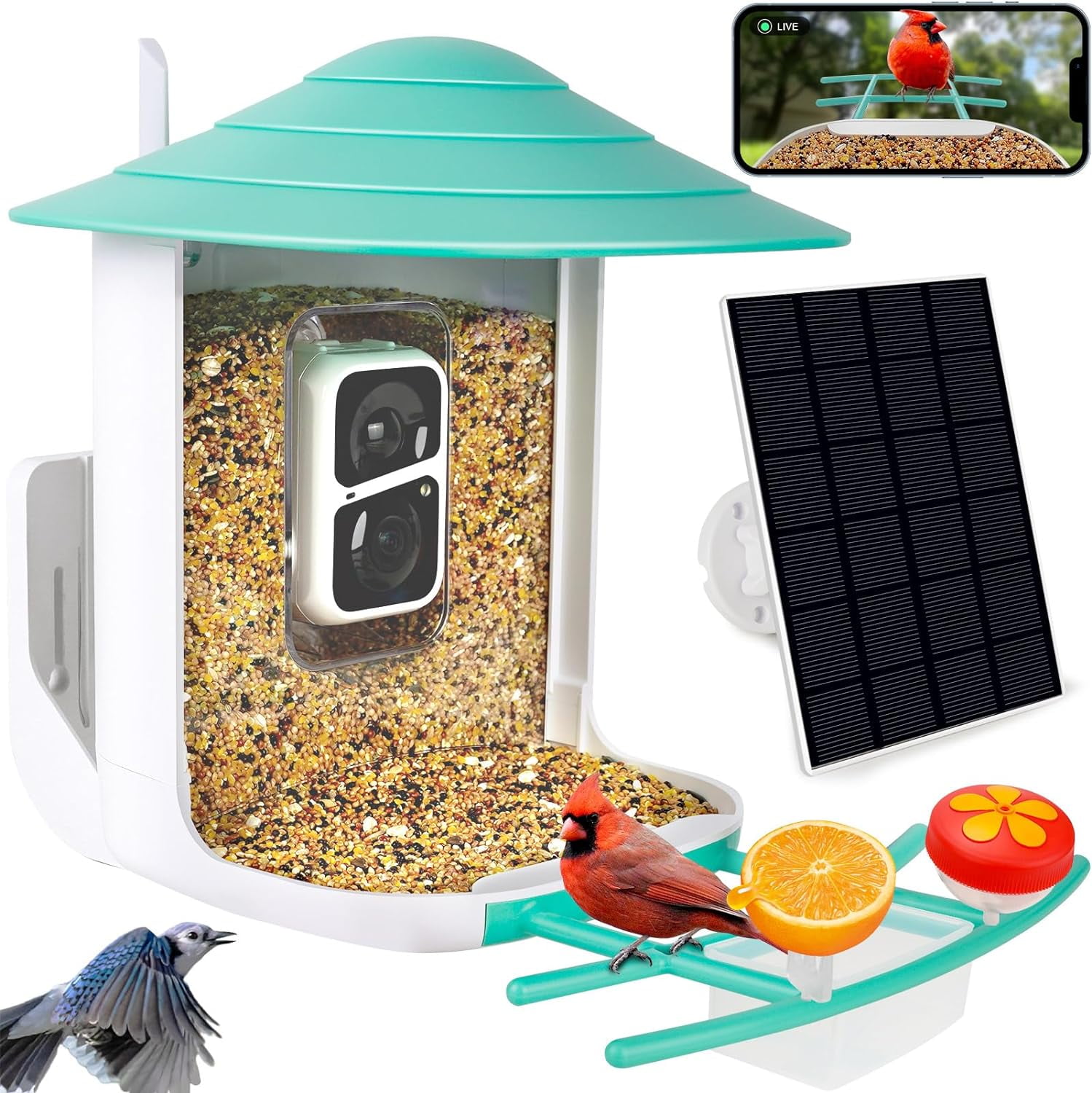 Identify Bird Feeder Birds