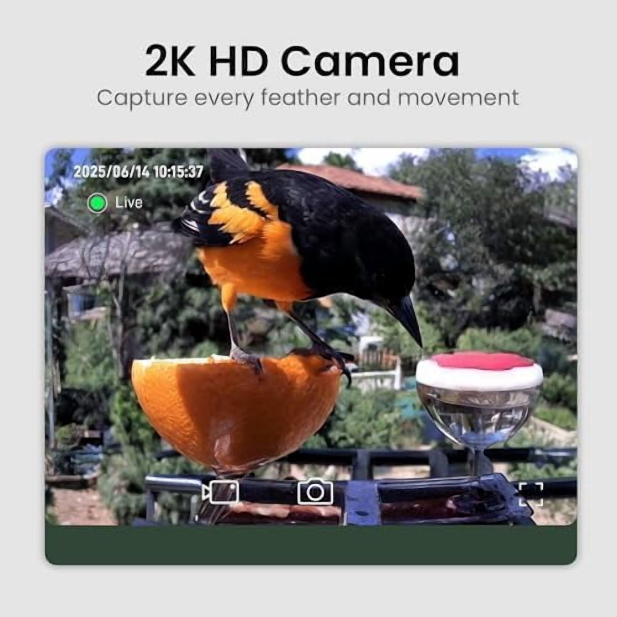 Bird Feeder with Camera Solar Powered 2K HD Video, 10,000+ Species AI ...
