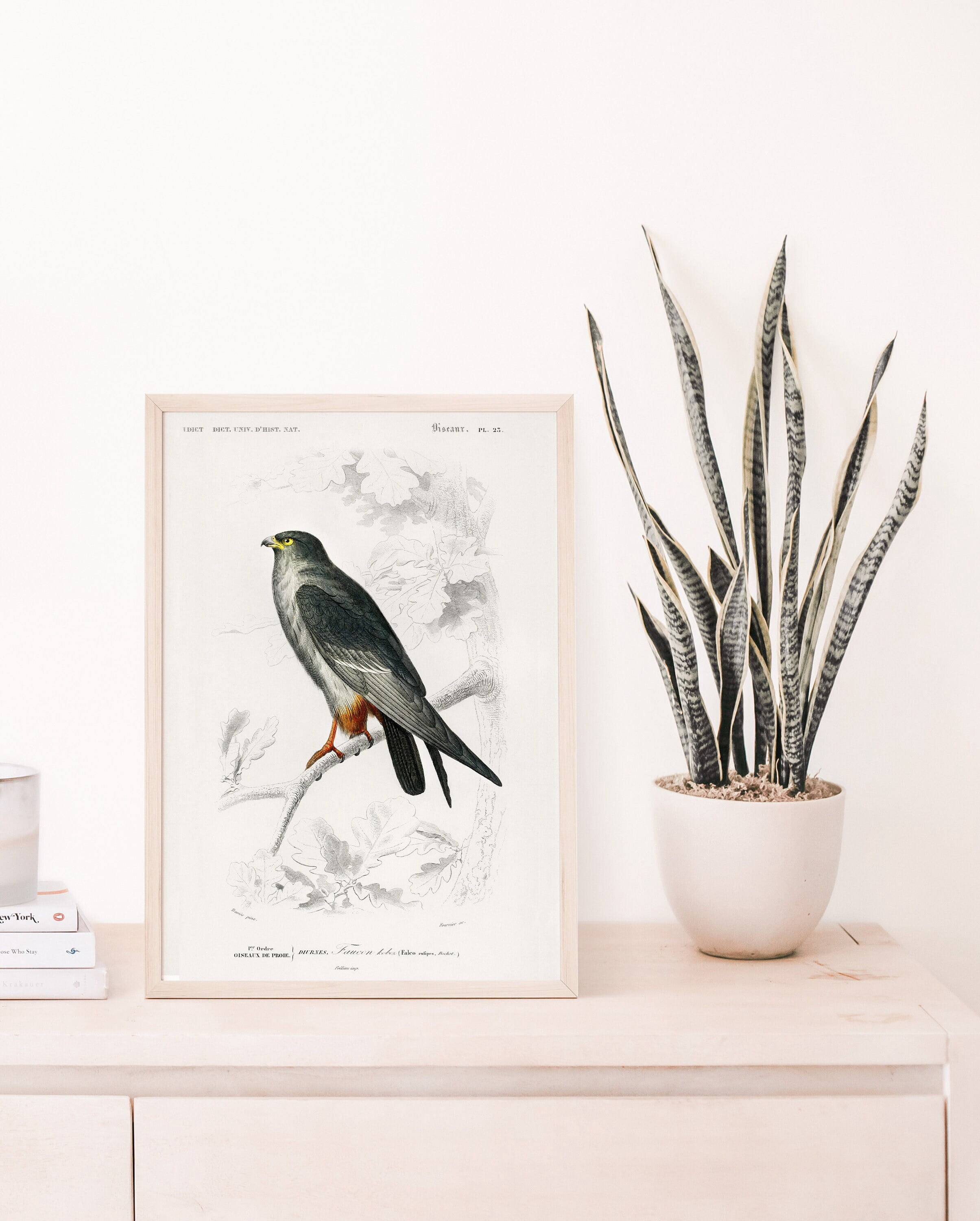 Bird Illustrations Red Foot Falcon Bird Poster Bird Art Charles ...