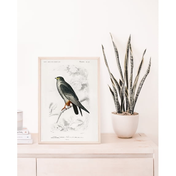 Bird Illustrations Red Foot Falcon Bird Poster Bird Art Charles ...