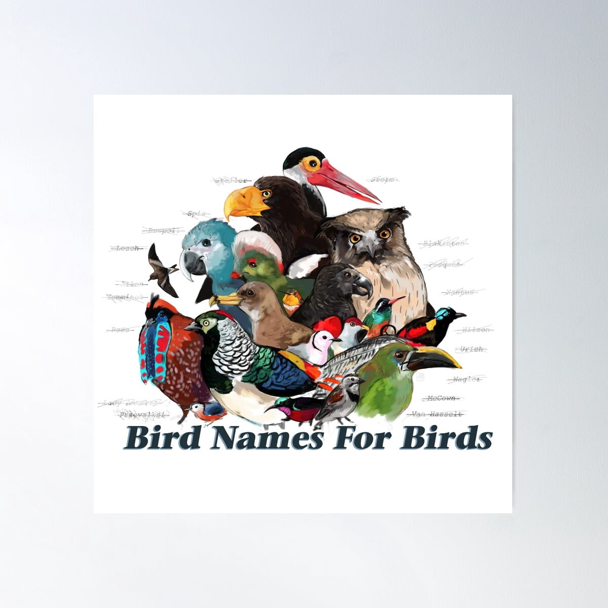 Bird Names For Birds Poster Wall Art, Modern Wall Decor For Living Room ...