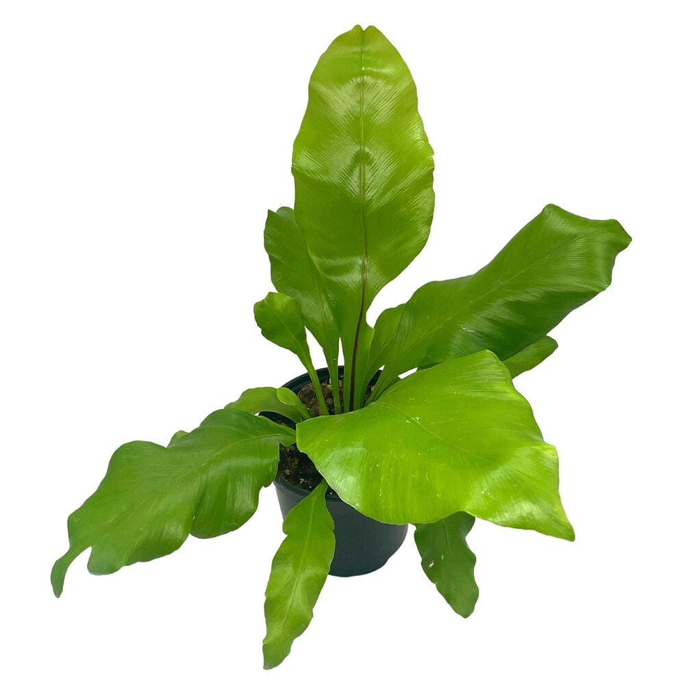 Bird Nest Fern Nidus 4 Inch Asplenium Nidus Birds Nest