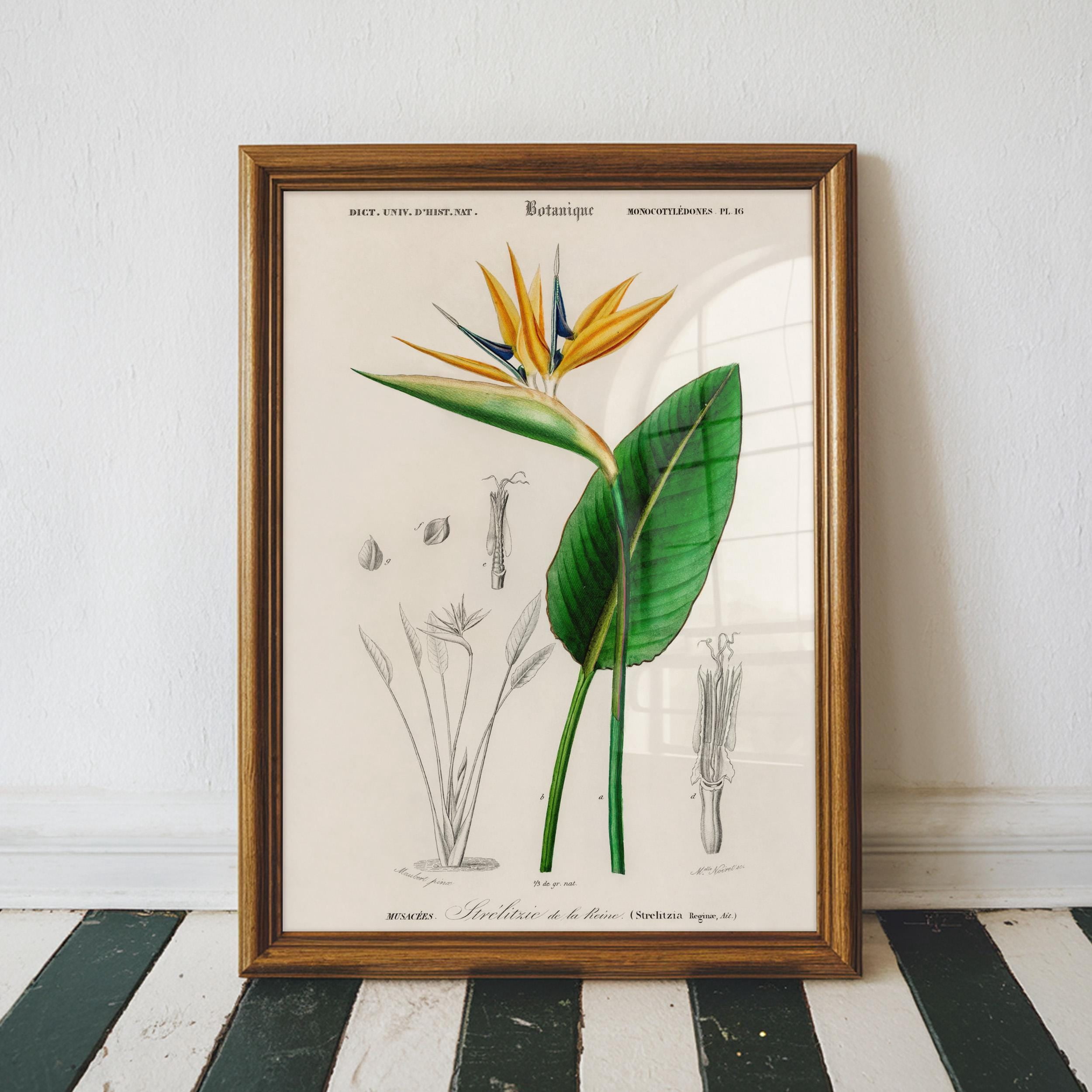 Bird Of Paradise Illustration Tropical Flower Botanical Poster Charles ...