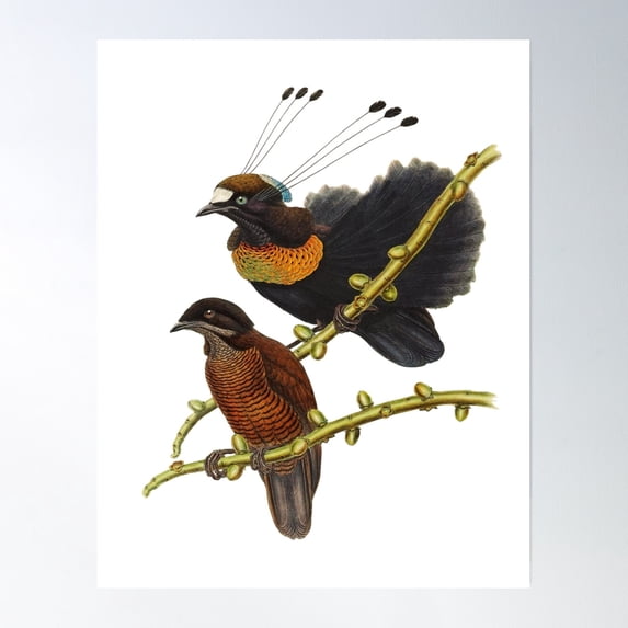 Bird Of Paradise - Parotia Lawesii Poster Wall Art Modern Wall Decor ...