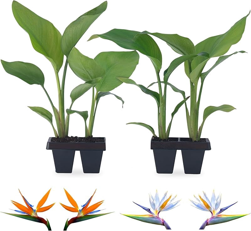 Bird of Paradise Plants Live (4-Pack), Strelitzia Plants with Perennial ...