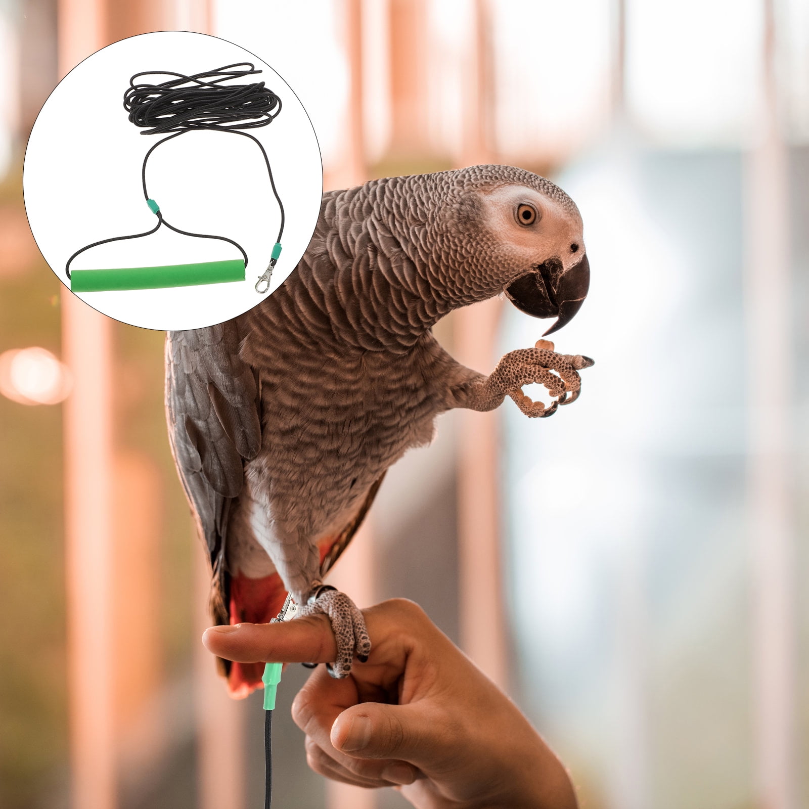 Harness Bird Leash Parrot Rope Flying Training Cockatiel Parakeet Birds ...