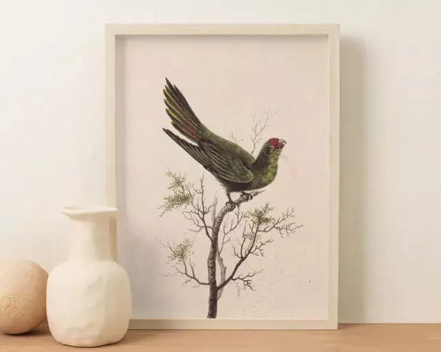 Bird Poster Art Vintage Poster Wall Art Illustration Bird Art Wall ...