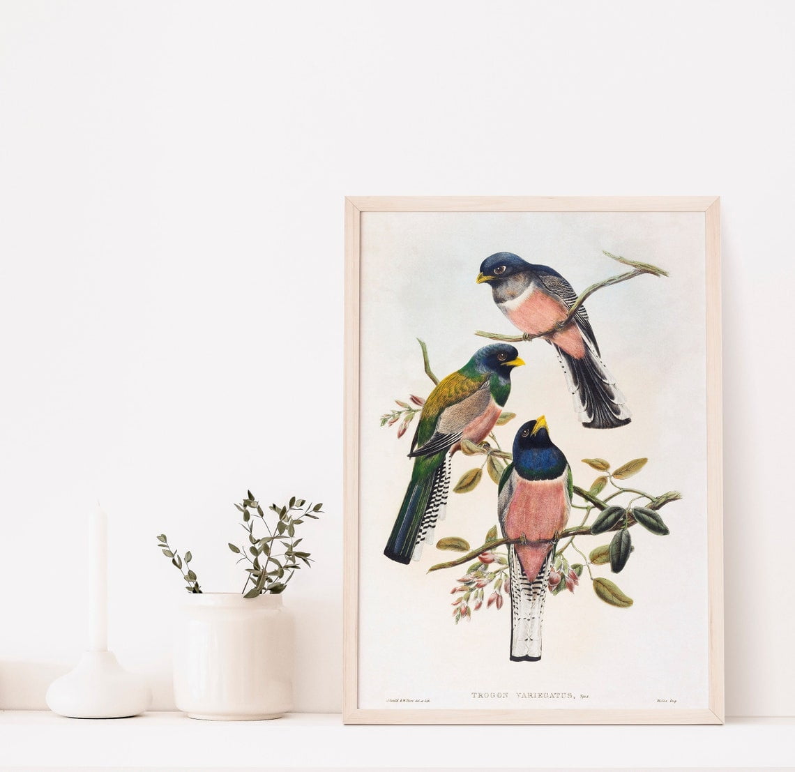 Bird Poster, John Gould And William Matthew Hart., Bird Illustrations ...