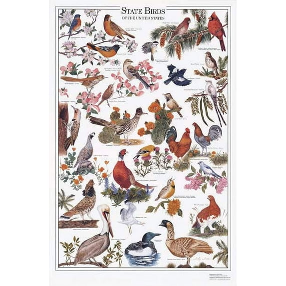 State Birds Poster Identification Chart - Walmart.com