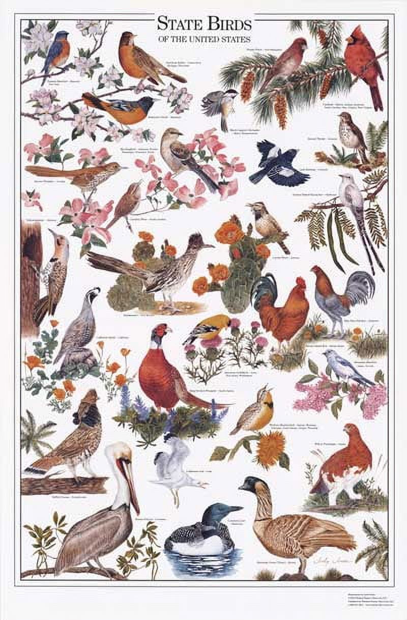 Bird Poster: State Birds Poster Identification Chart - Walmart.com