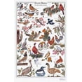 Bird Poster: State Birds Poster Identification Chart - Walmart.com