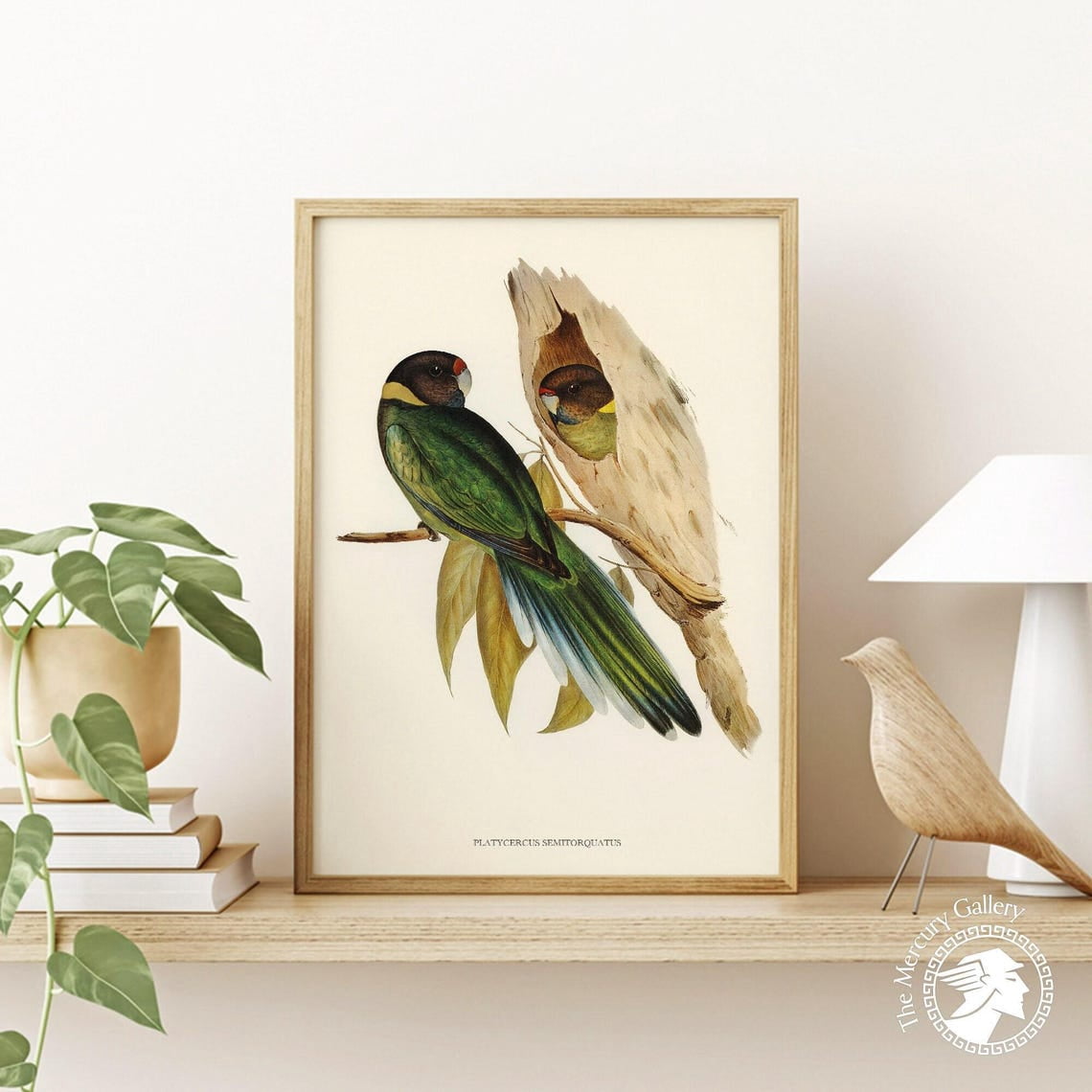 Bird Poster, Yellow-Collared Parakeet Art Print, Vintage Ornithology ...