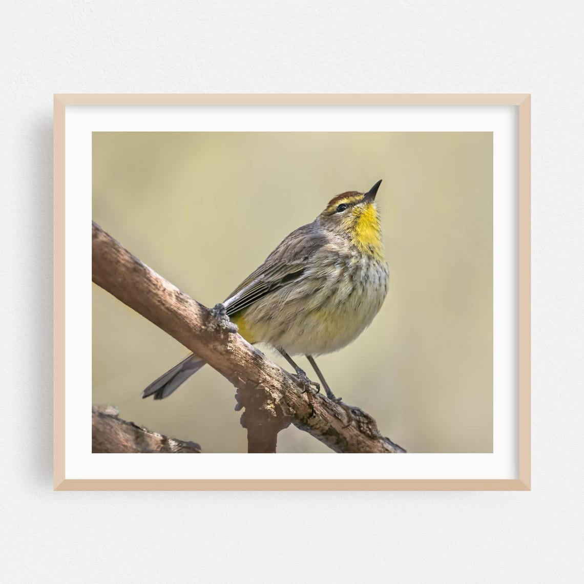 Bird Wildlife Nature Animal Woodland Scenic Pastoral Photography Palm ...