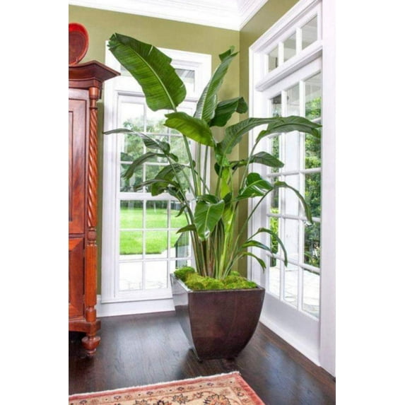 Bird of Paradise White, Strelitzia Nicolai 3-4ft High - Walmart.com