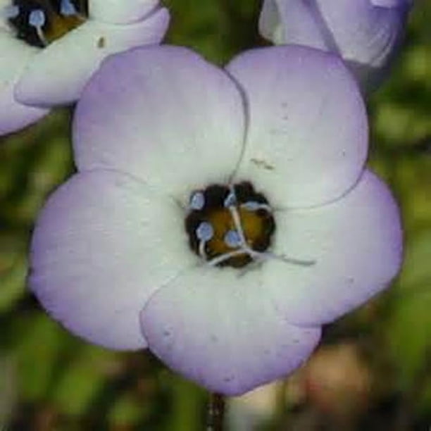 Bird's Eye Gilia Tricolor 100+ Seeds Beautiful Delicate Lavender Blooms ...