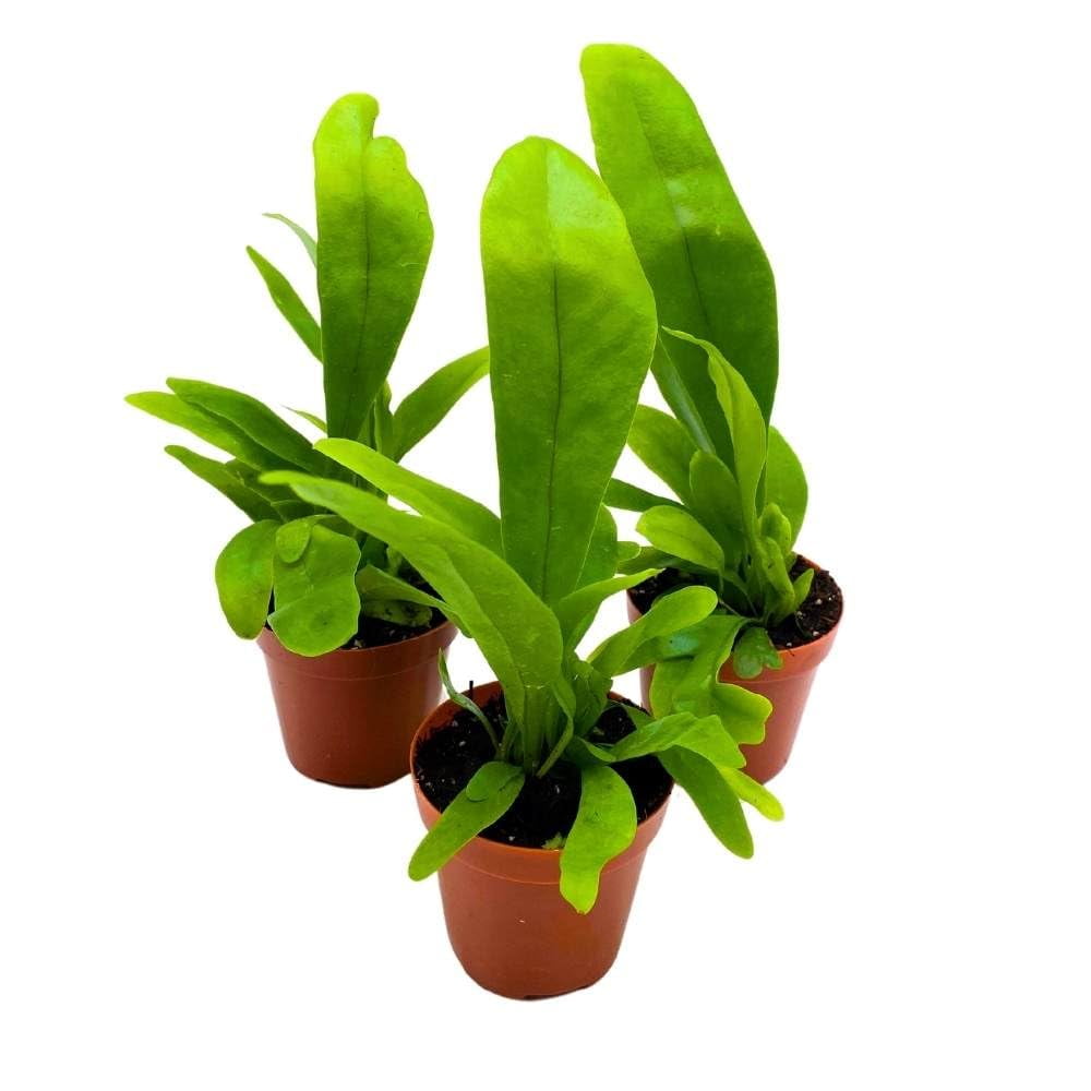 Bird's Nest Fern 2 inch Set of 3 Asplenium Nidus Tiny Mini Pixie Plants ...