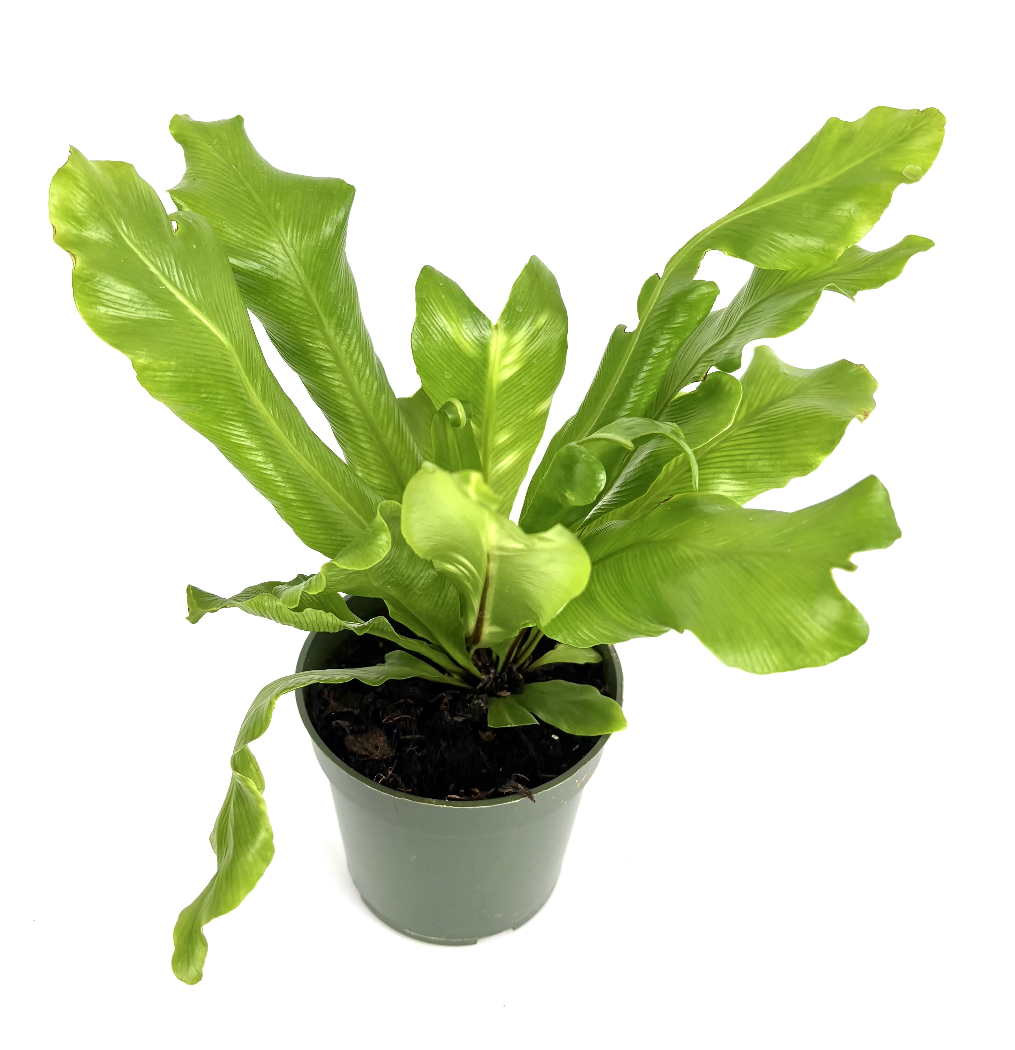 Bird's Nest Fern Asplenium Nidus, 4" Pot - Walmart.com