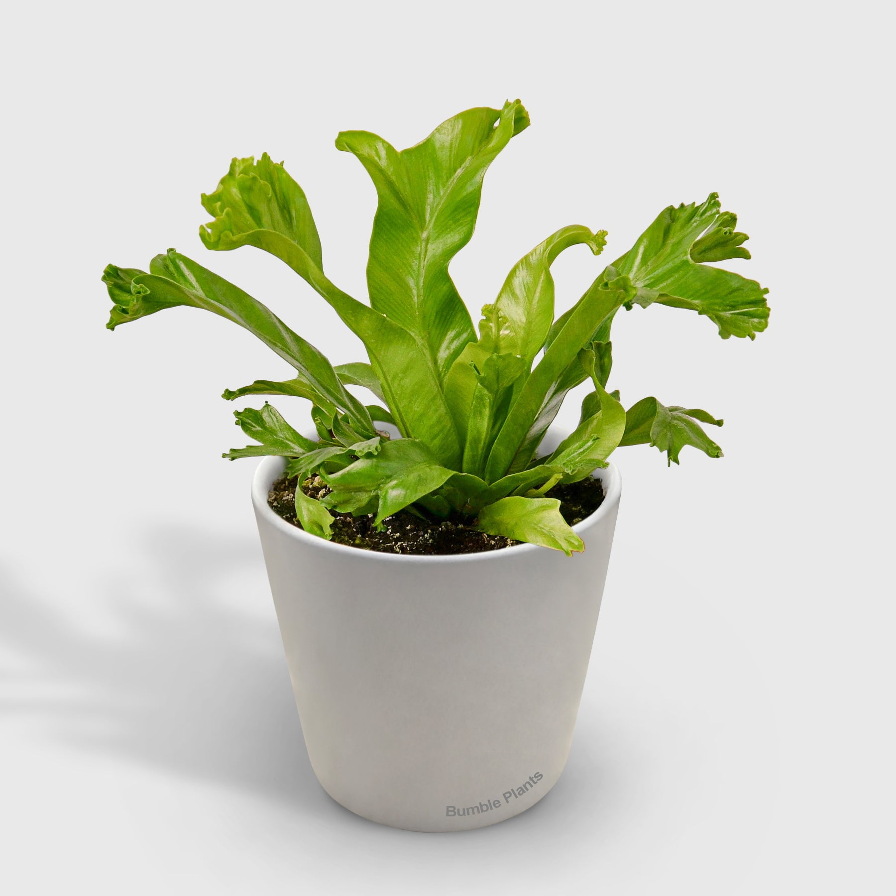 Bird’s Nest Leslie Fern - Live Air-Purifying Indoor Plant in Nursery ...
