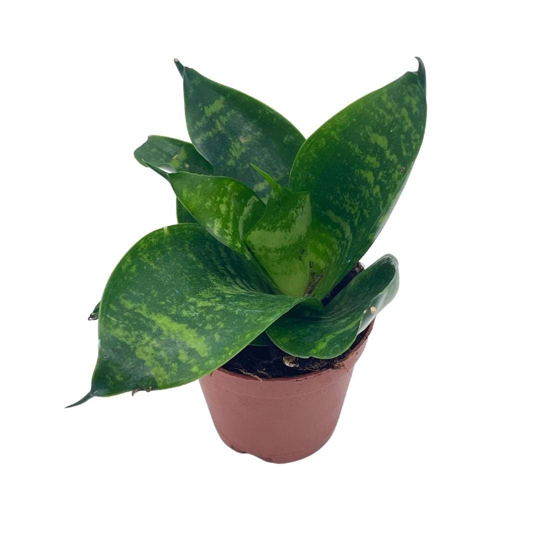 Bird's Nest Snake plant, Green Striped Snakeplant, Sansevieria ...