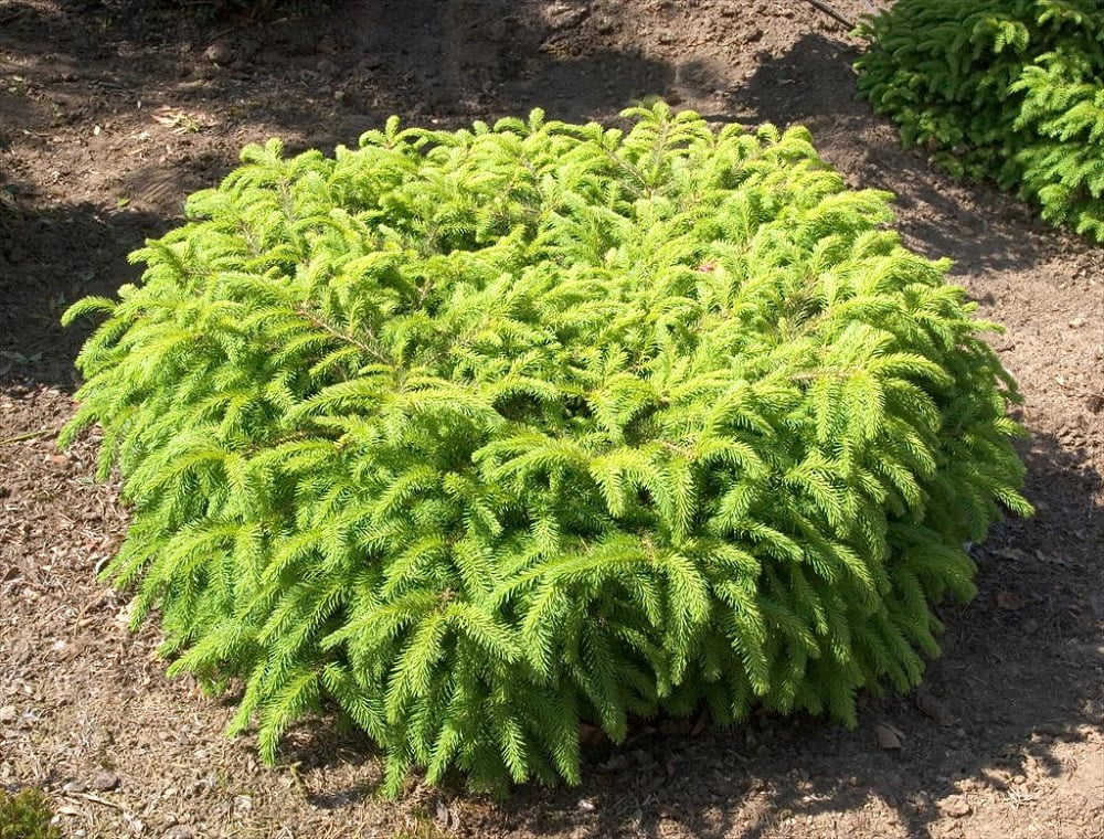Bird's Nest Spruce Live Plant - Picea abies Nidiformis Shrub - Quart ...