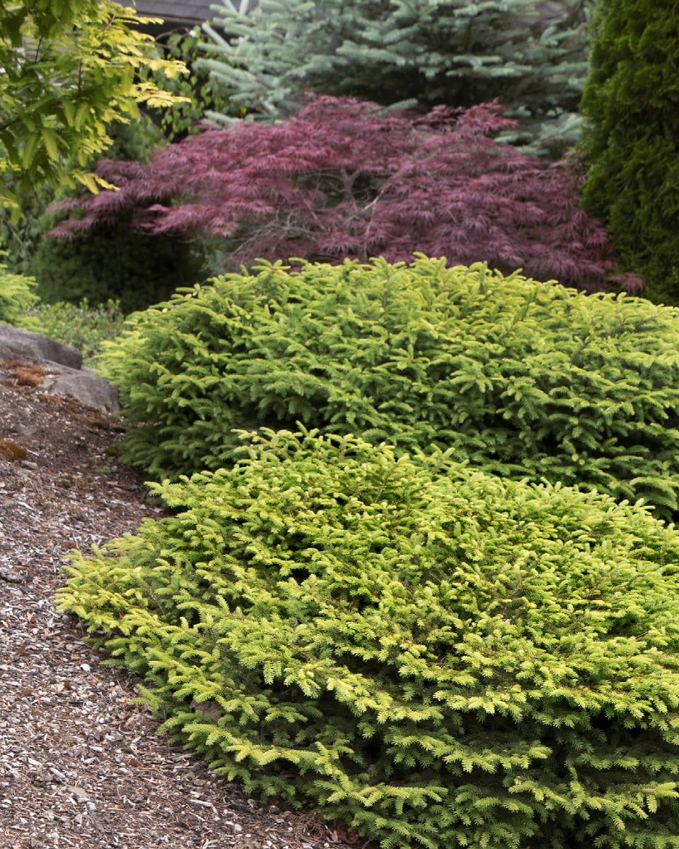 Bird's Nest Spruce- Picea nidiformis- Live Starter Plant - Walmart.com