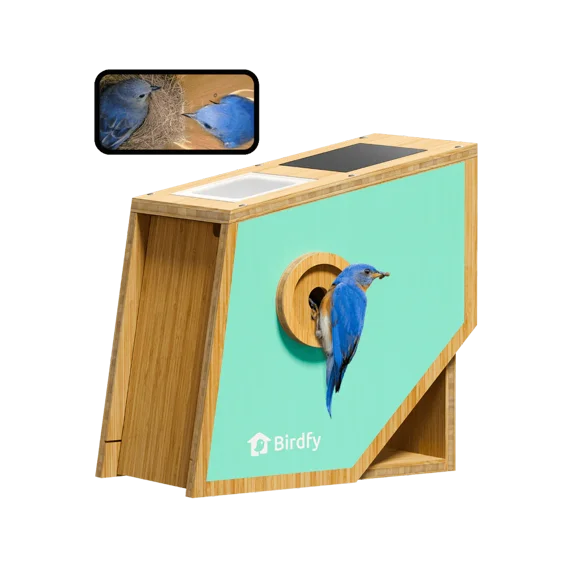 Birdfy Smart Bird House HD Camera, AI Recognition, Solar Powered, Eco ...