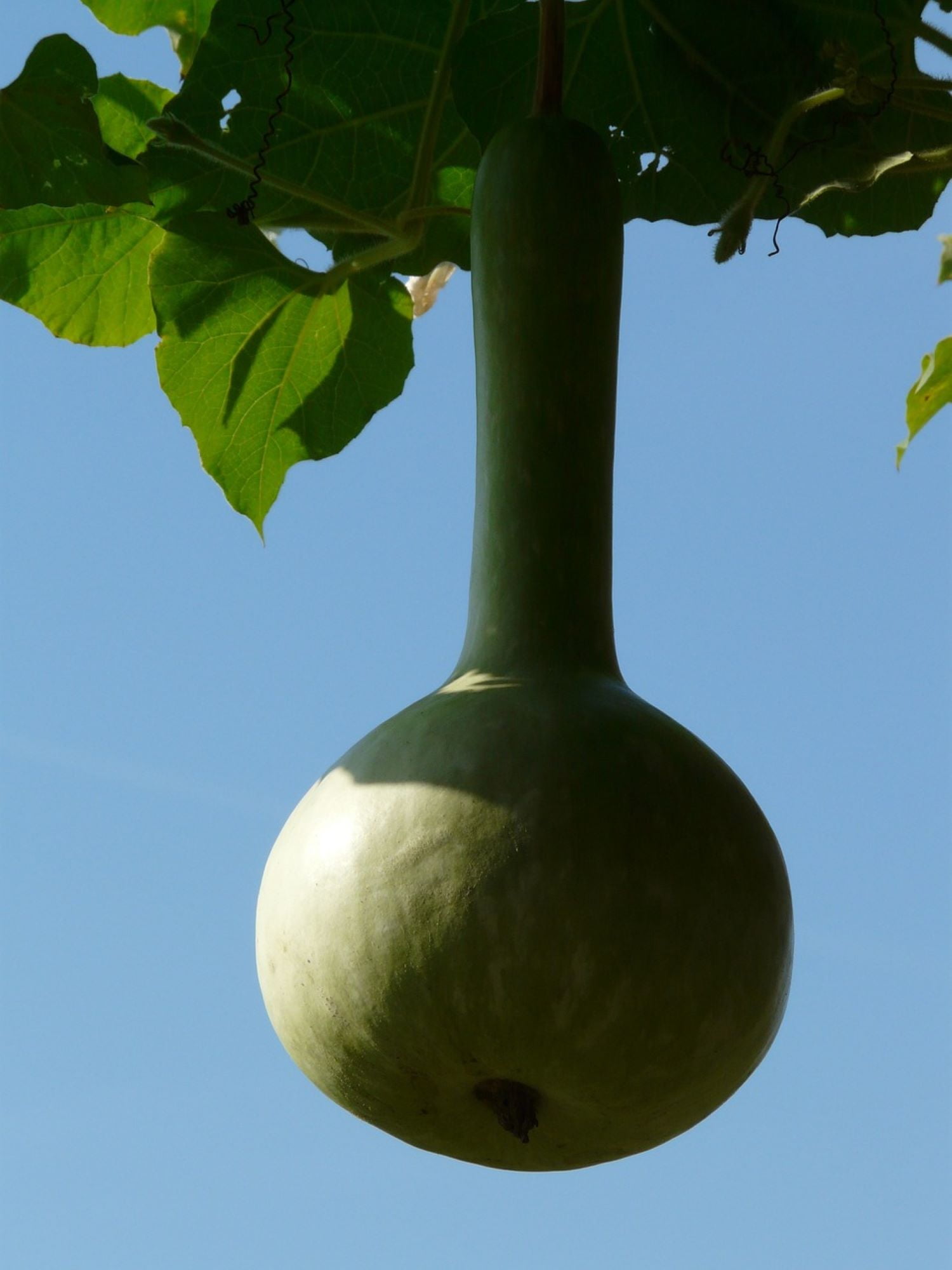 Birdhouse Bottle Gourd Seeds/ Annual/ Full Sun/50 Seeds 1/4 oz ...