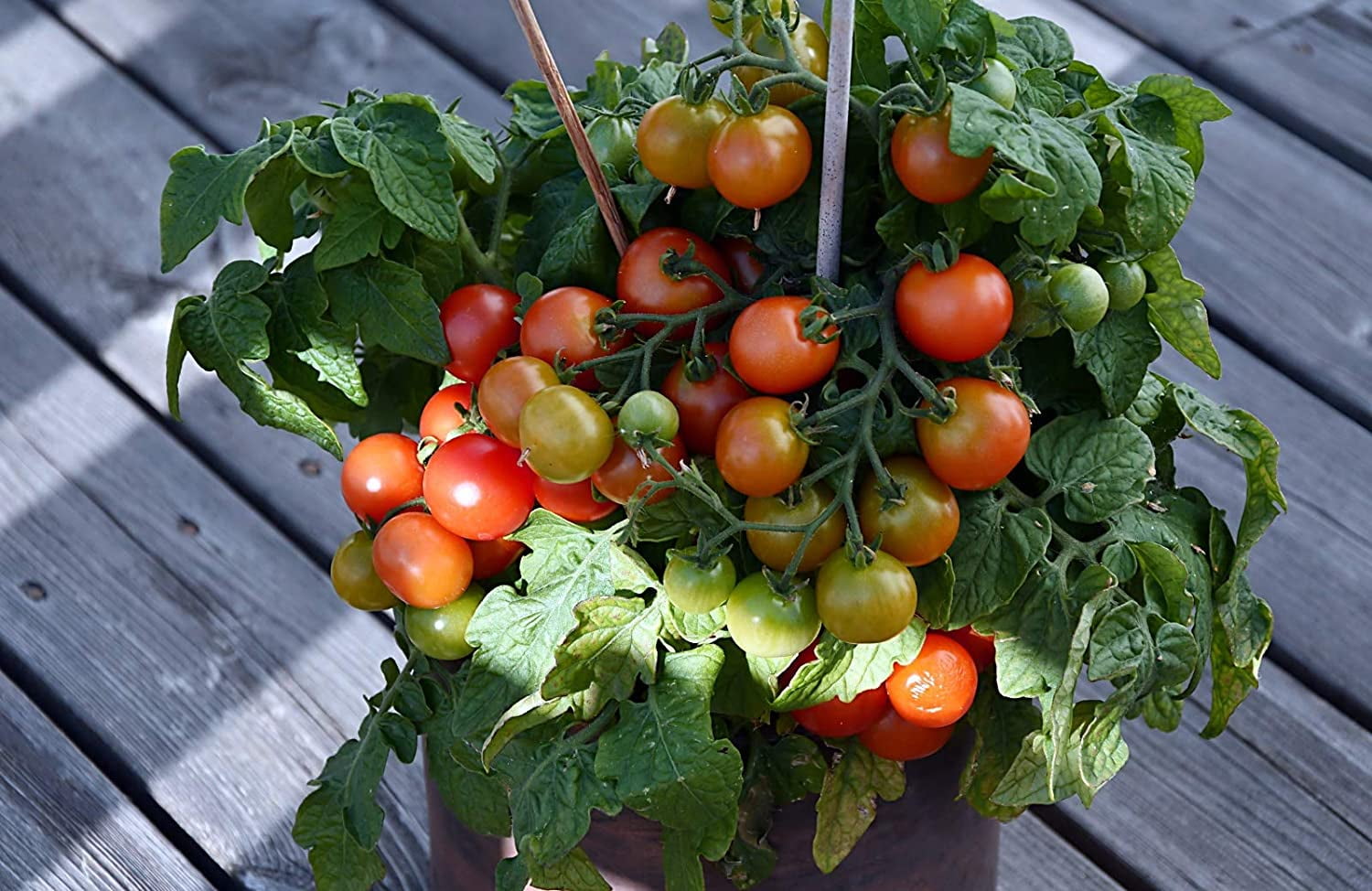 Birdie Rouge Red Micro Dwarf Patio Cherry Tomato Premium Seeds Packet ...