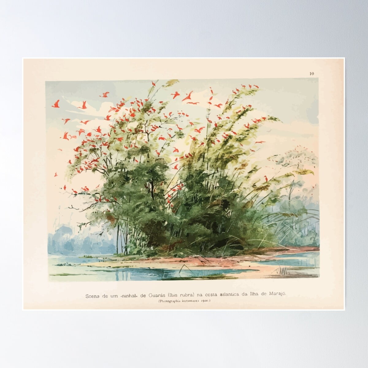 Birds Of The Amazon Album De Aves Amazonicas Emil Goldi 1906 012 Costa ...