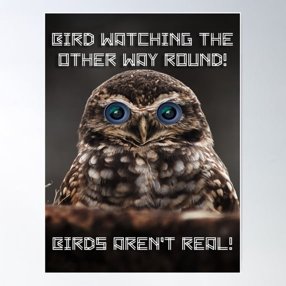 Birds Arent Real Owl Surveillabird Poster Wall Art Bedroom Wall Art ...