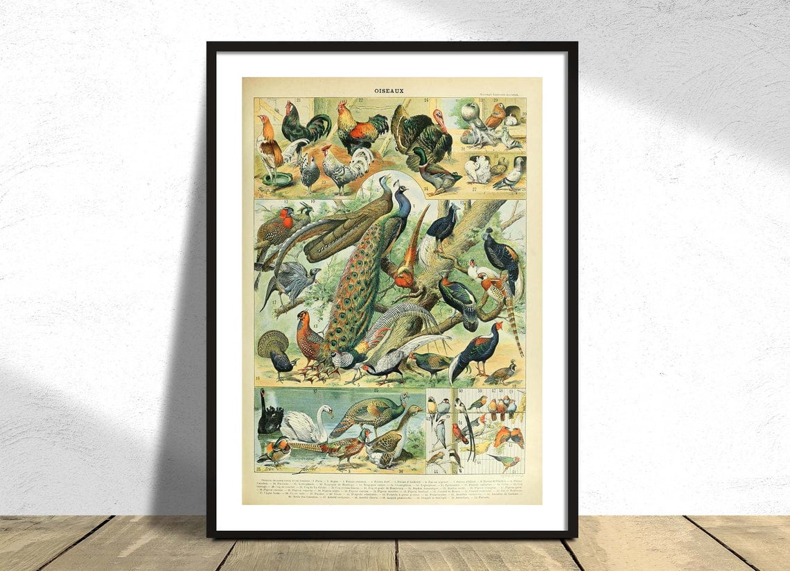 Birds C Adolphe Millot Vintage Birds Animal Illustration Retro ...