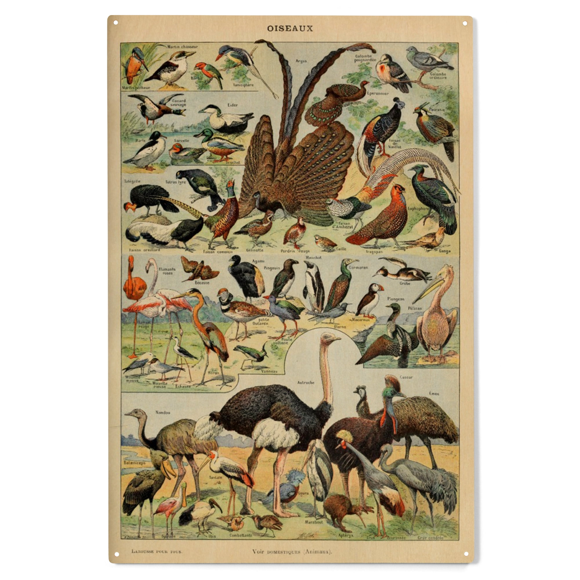 Birds, F, Vintage Bookplate, Adolphe Millot Artwork Birch Wood Wall ...