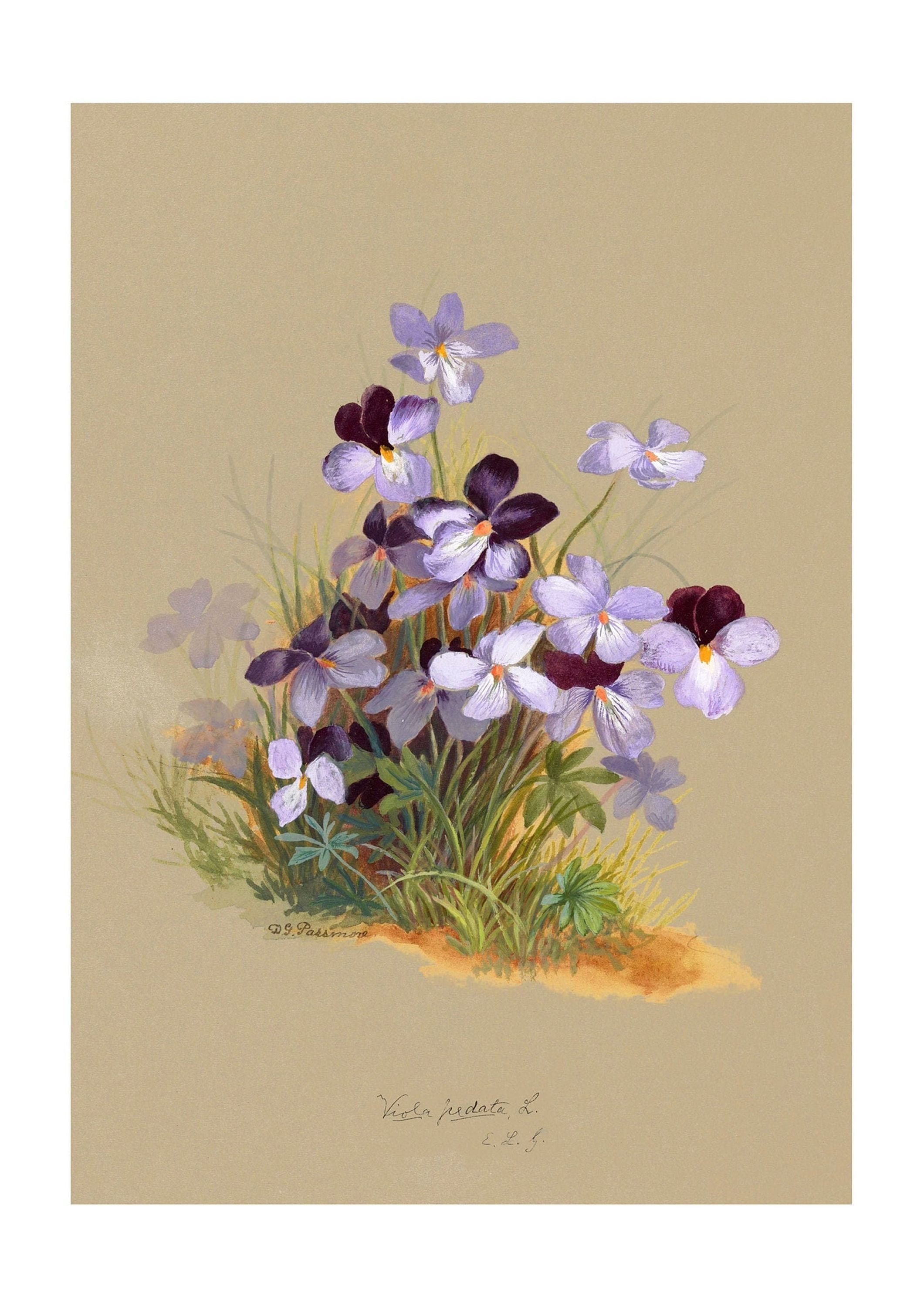 Birds Foot Violet or Viola Pedata Vintage Lithograph (c. 1911) - Giclee ...