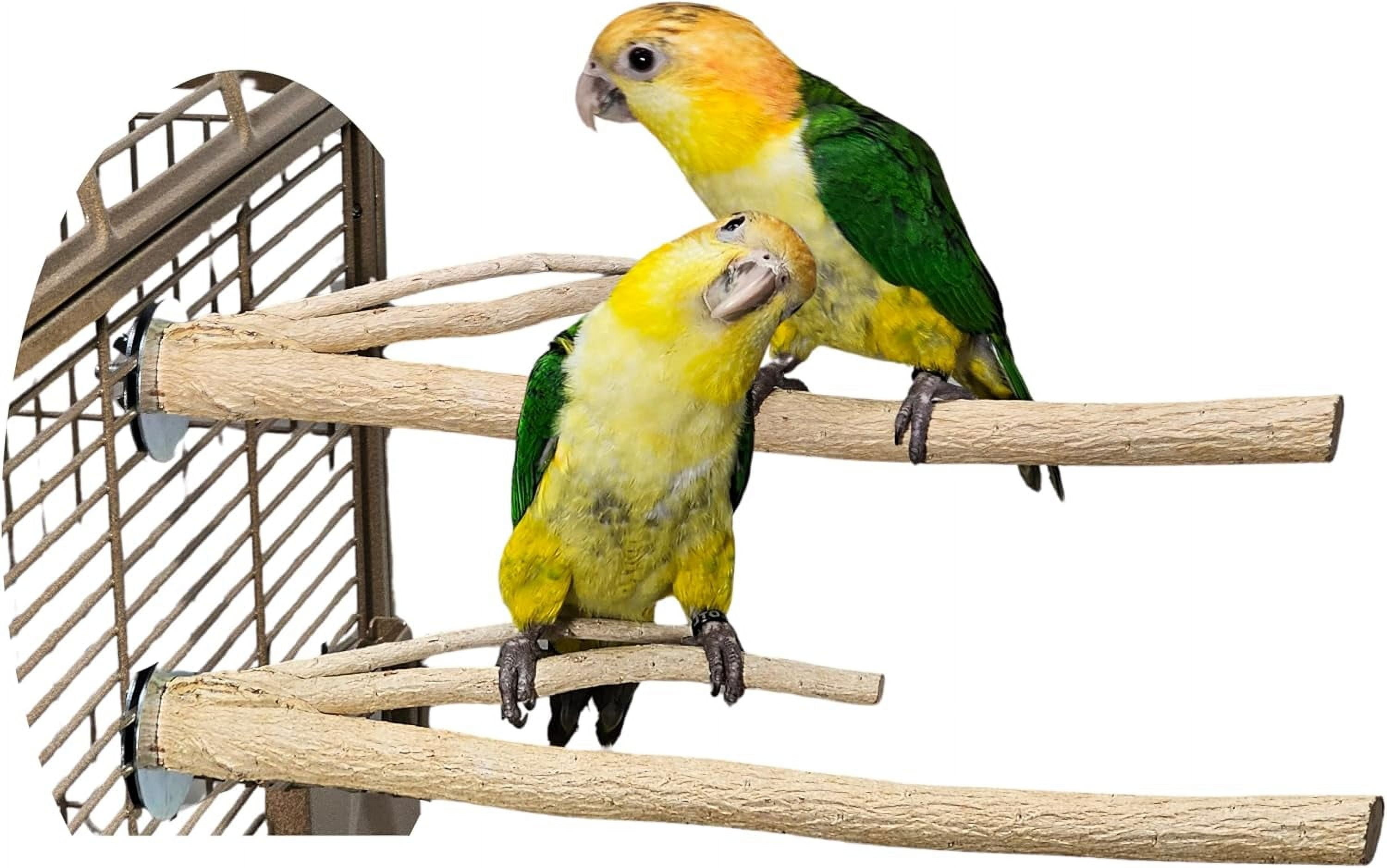Birds LOVE Bottlebrush Wood Bird Perches for Parakeets, Lovebirds ...