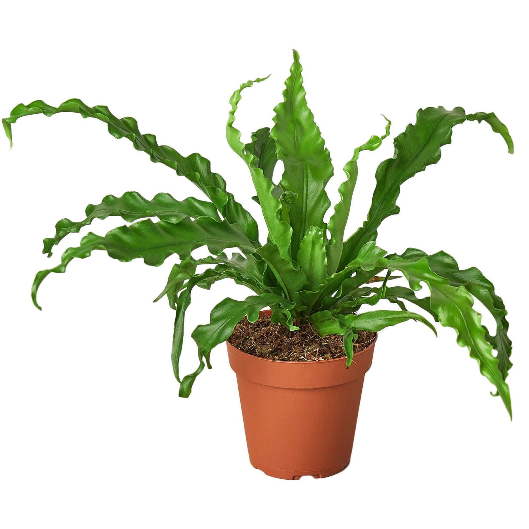 Birds Nest Victoria Fern Live Plant for Indoor | Different Houseplants ...