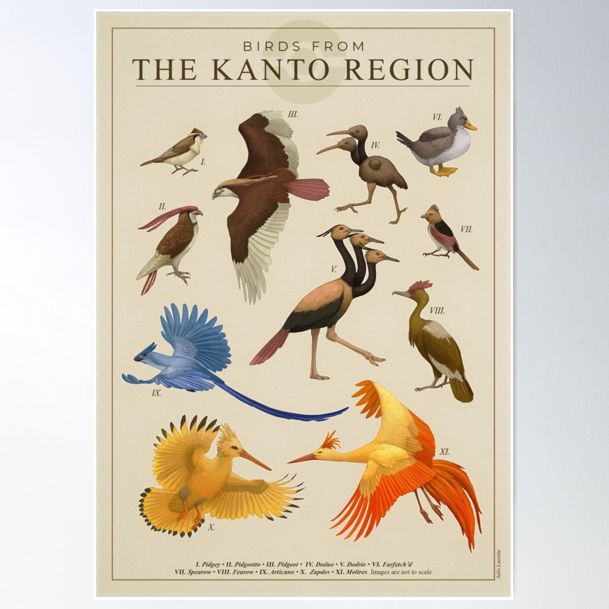 Birds Of Kanto Poster Wall Art, Modern Wall Decor For Living Room ...