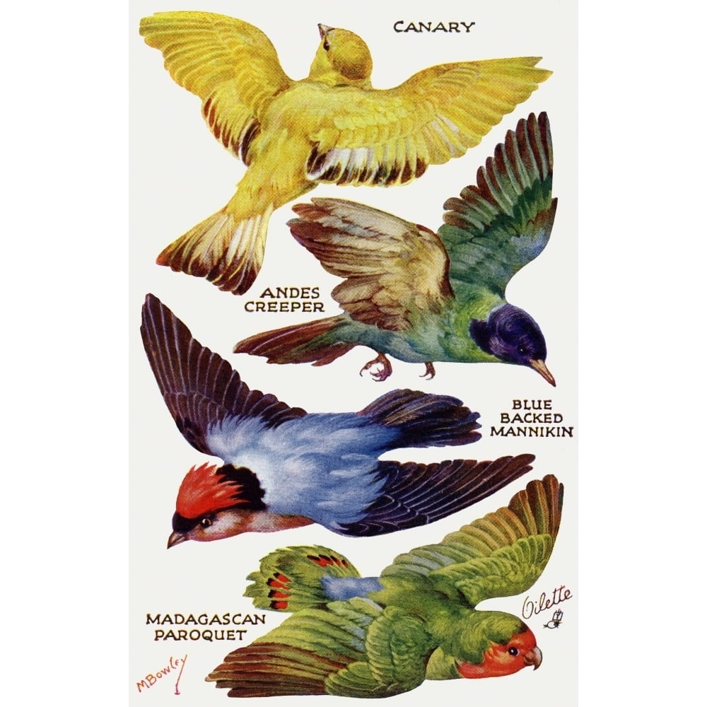 Birds On The Wing Cut Out Poster Print By Mary Evans Picture ...
