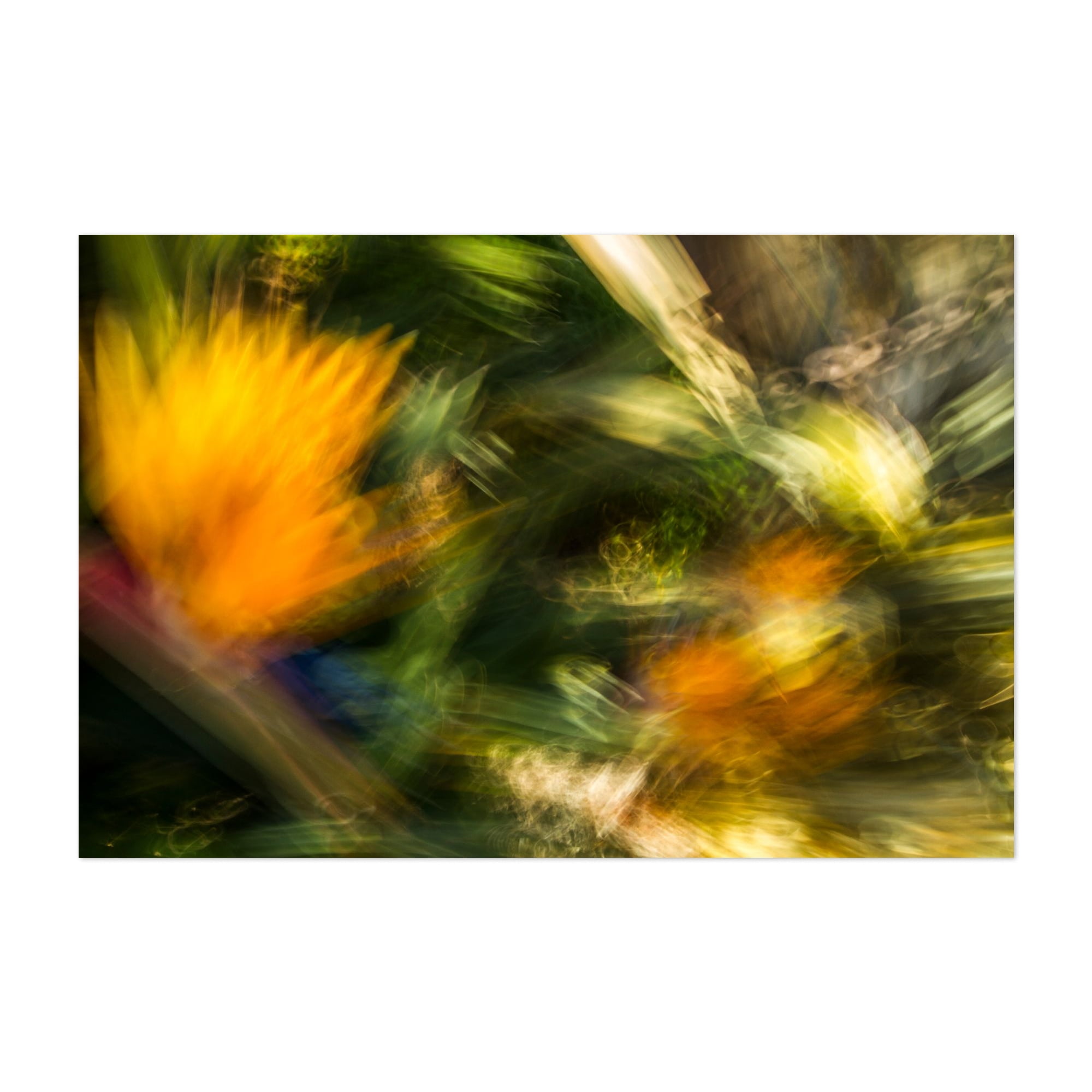Birds of Paradise - Redondo Beach California Photography Abstract ...